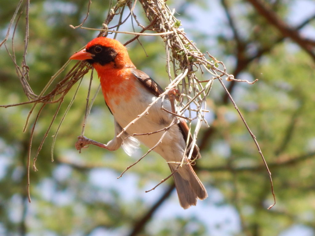 Rwanda Birding Tour: Cisticola- Birding & Nature Tours|Rwanda|Tanzania ...